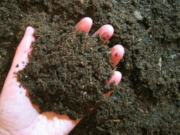 Selenium Deficiency In Agricultural Soils Caused By Climate Change Finds Study Cantech Letter