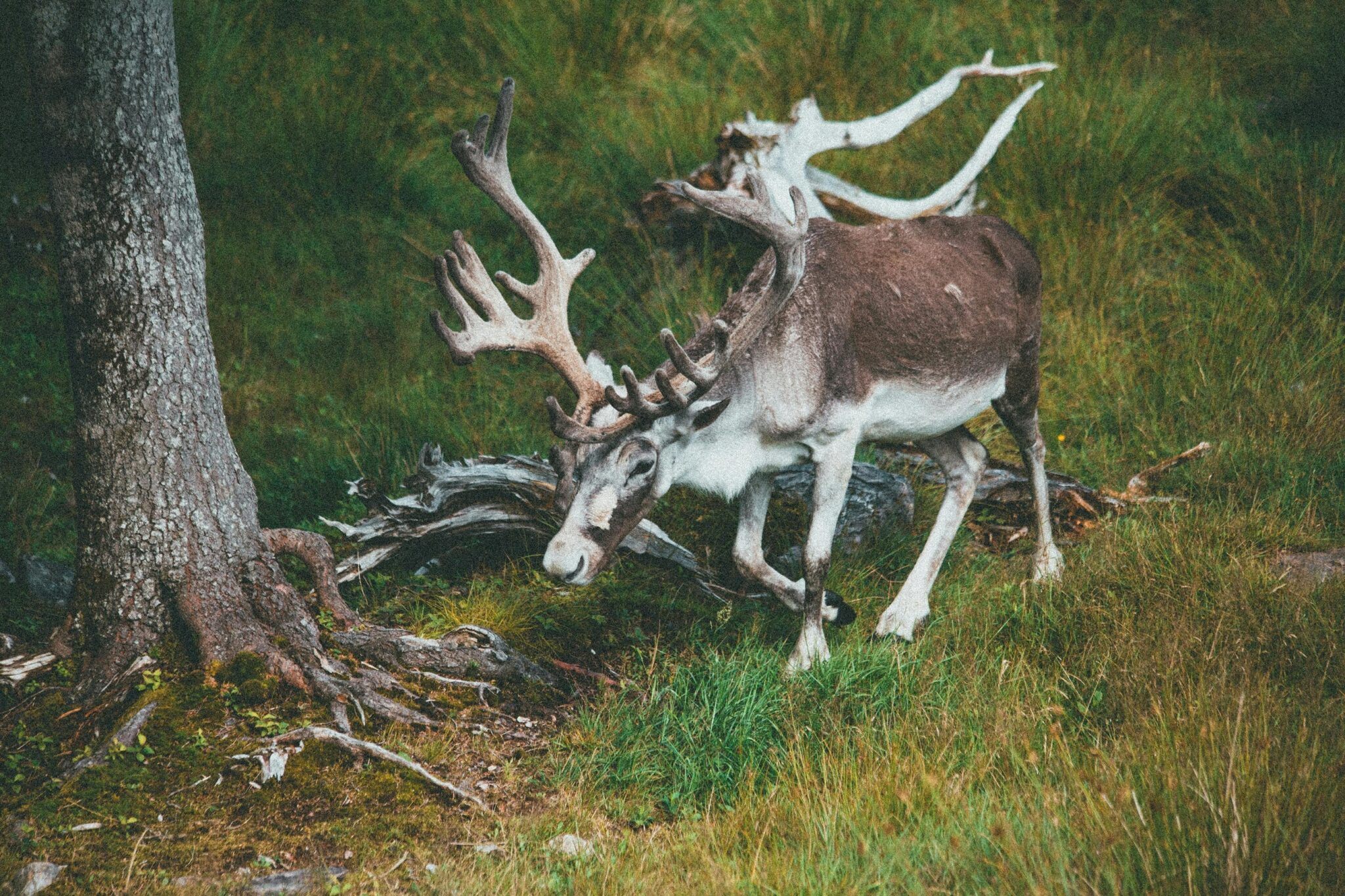 NESPRESSO CANADA AND TREE CANADA PARTNER TO LAUNCH A NEW BIODIVERSITY ...