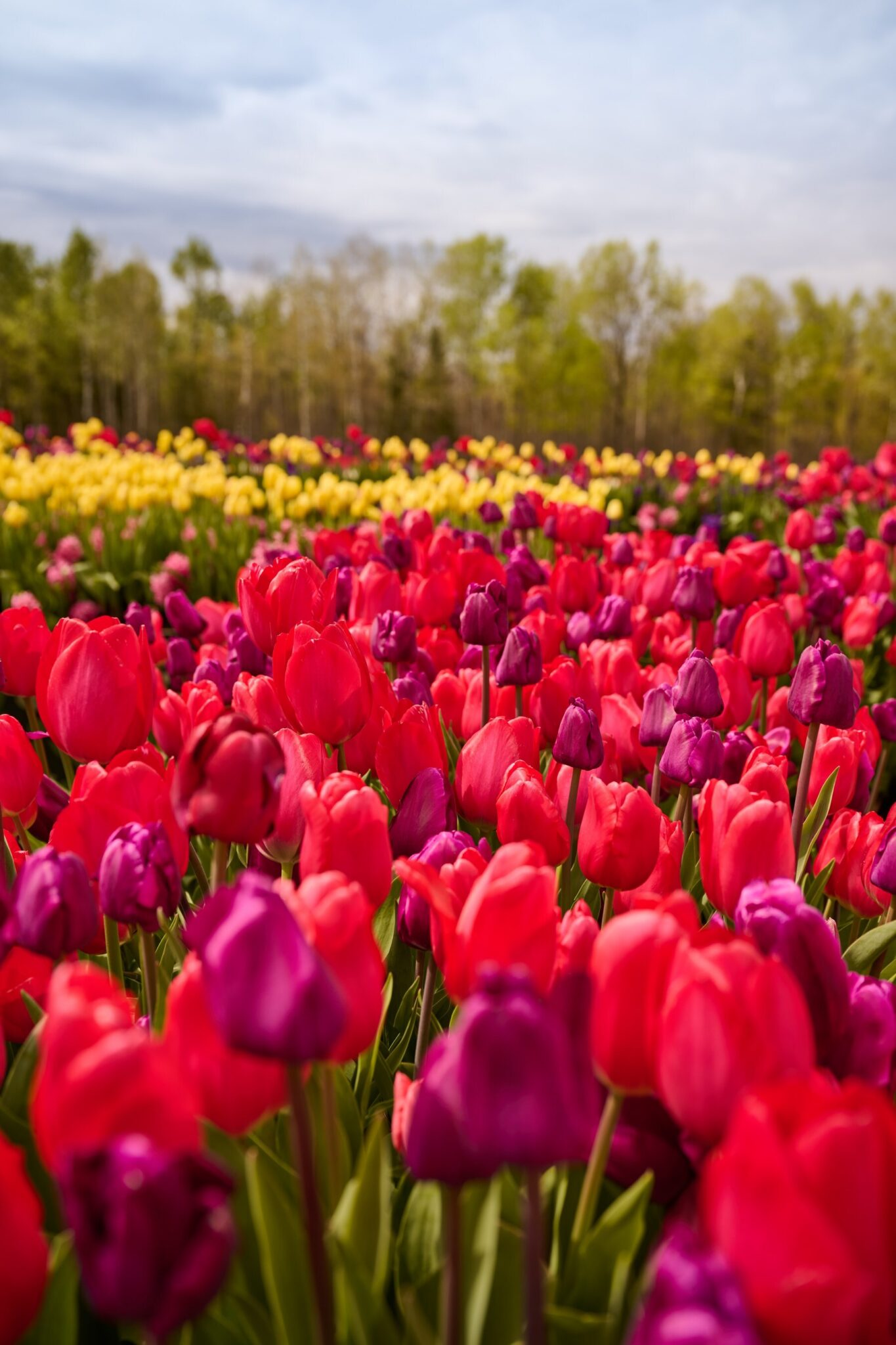 Meet me ’round the Blooming Tulips at Saunders Farm - Cantech Letter