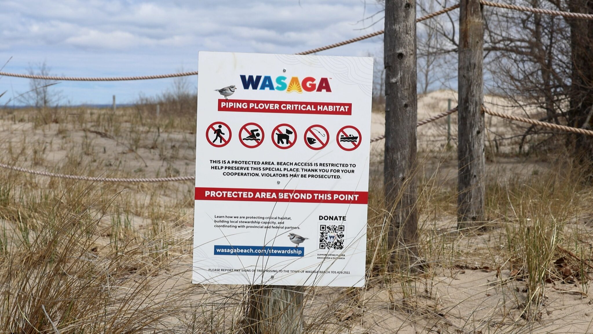 The Birds are Back in Town: Two Piping Plovers Return to Wasaga Beach ...